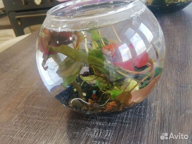 Аквариумные рыбки