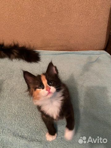 Норвежские лесные котята из питомника