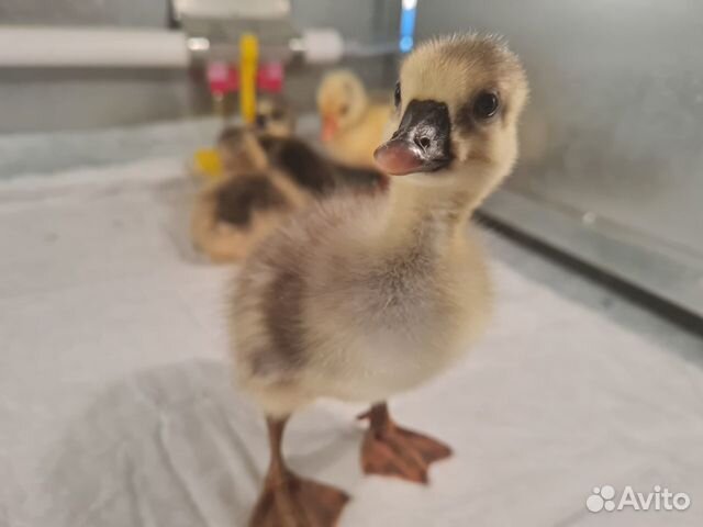 Гусята суточные