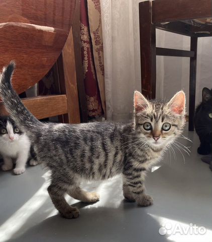 Котенок девочка красивая и очень игривая и любозна
