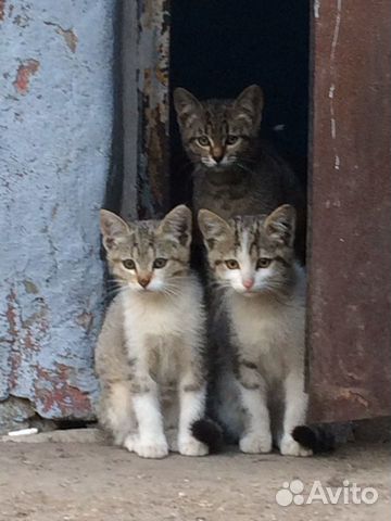 В подьезд подкинули кошку с котятами