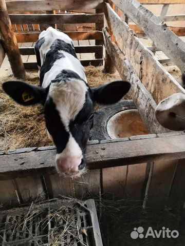 Бычки на продажу