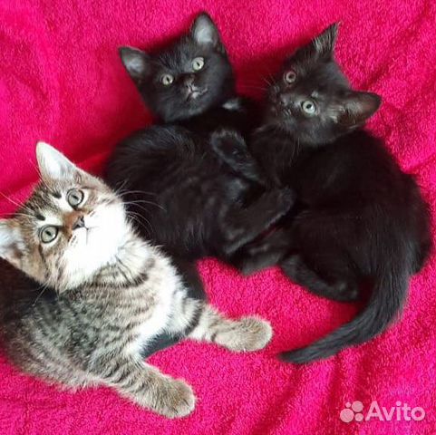 Миленькие котята бесплатно в добрые руки
