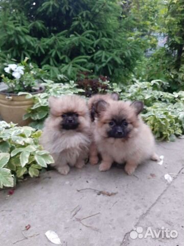 Шпице детишки