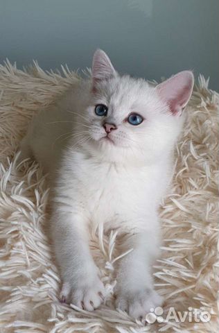 Малыш Ivy