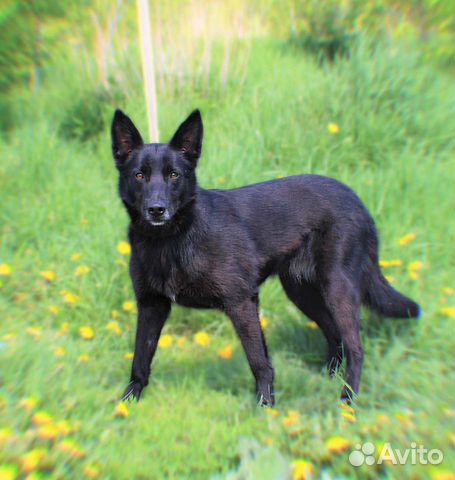 Прекрасная собачка Черри ищет дом