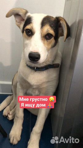 Отдам щенка помесь сао