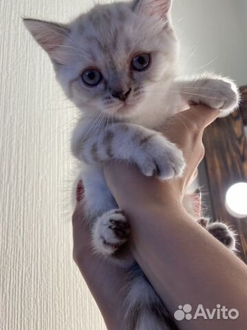 Шотландские котята