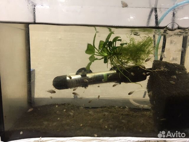 Аквариумные рыбки