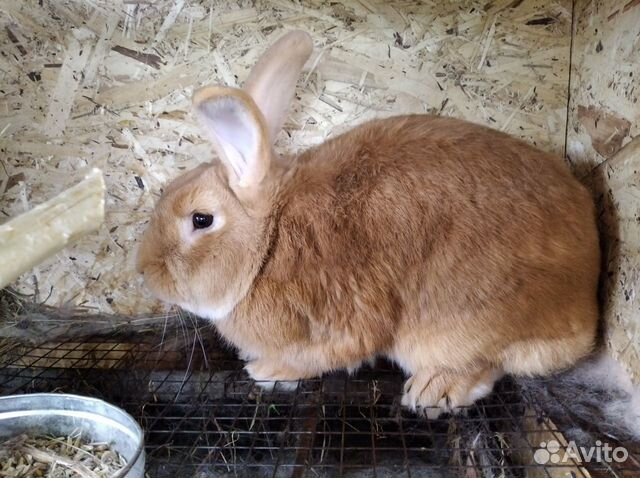 Кролики бургундцы