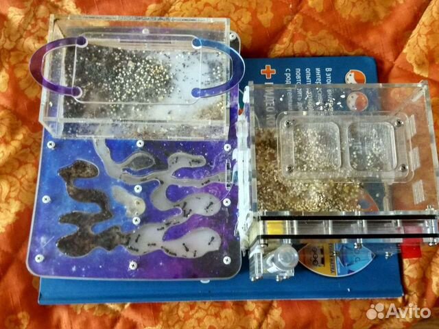 Муравьиная ферма с муравьями