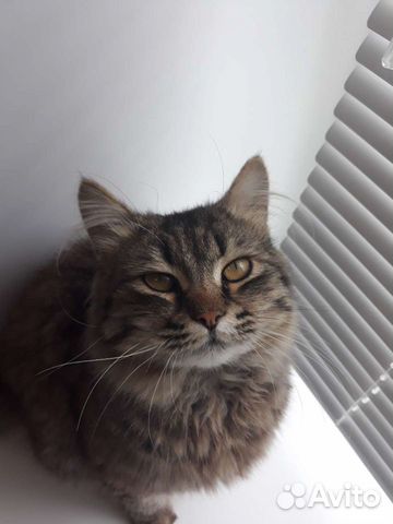 Кот
