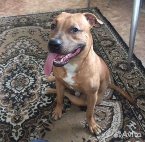 Амстафф в добрые руки (1 год)