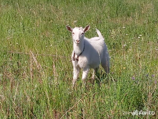 Козел и козочка