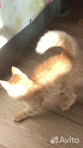 Солнечный котёнок