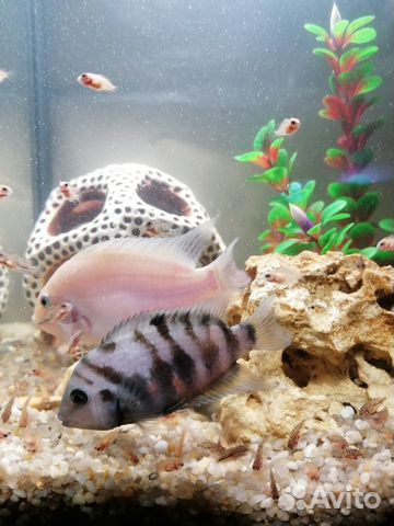 Цихлиды Молодь