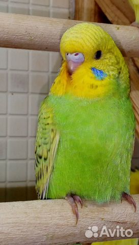 Зелёный попугайчик, птенчик