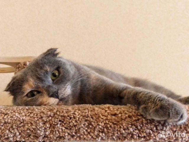 Шотландская вислоухая кошка бесплатно
