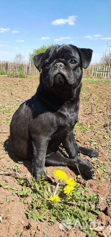 Щенки мопса