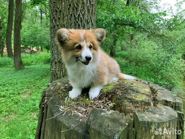 Красотка-флаффи