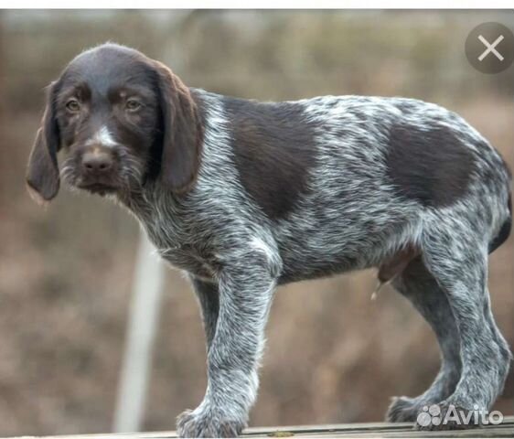 Щенки дратхаара