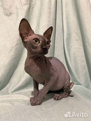 Канадский сфинкс