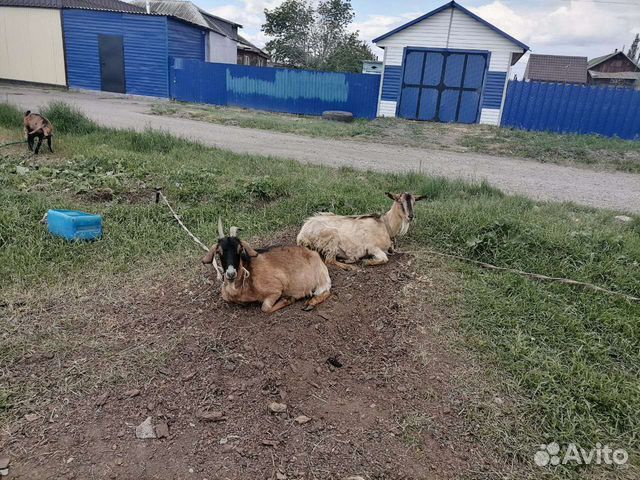 Козочки и козлята