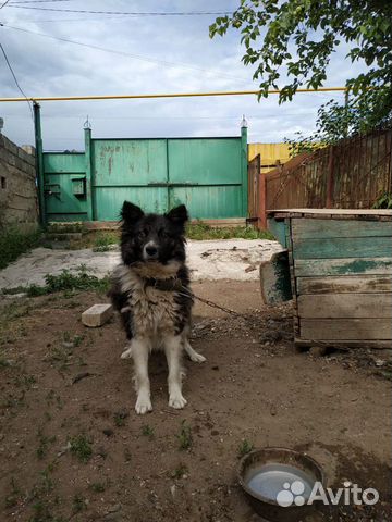 Собака
