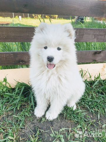 Самоедская лайка(самоед)