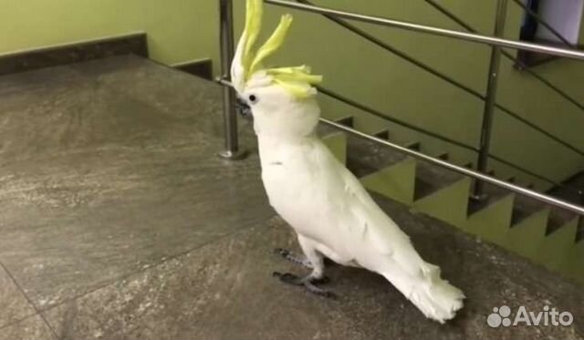 Потенцы Какаду