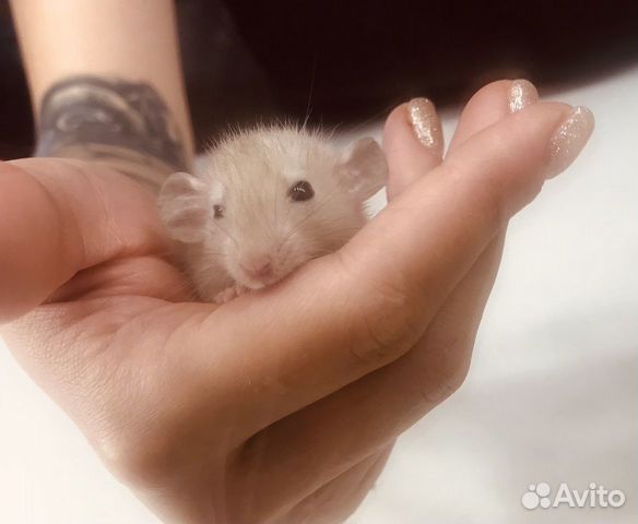 Крыски дамбо