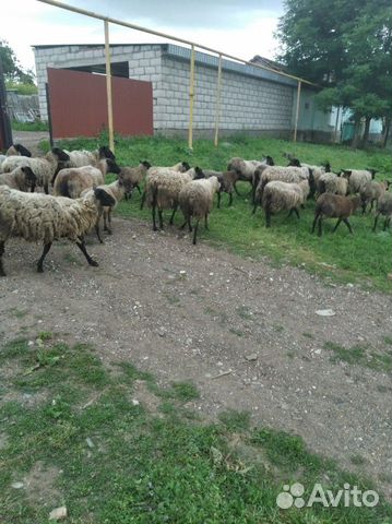 Овцы романовской породы