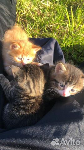 Раздаем котят