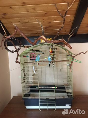 Волнистые попугаи с клеткой