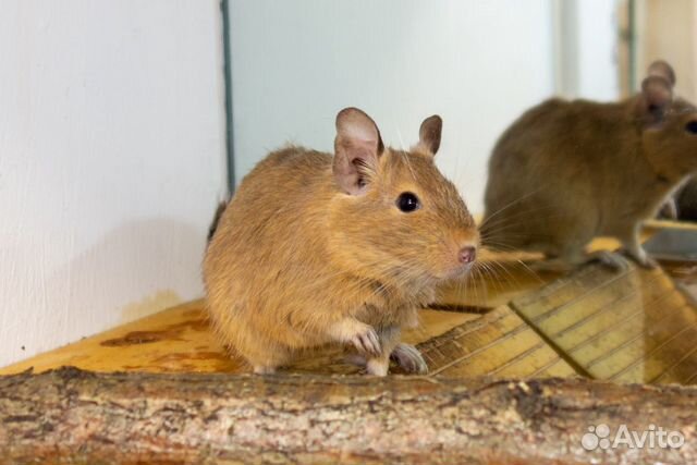 Дегу 2 девочки + витрина + документы бесплатно