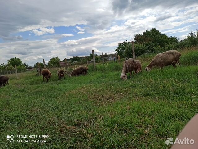 Продам курдючных барашек