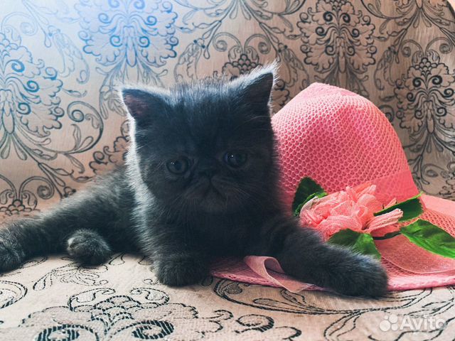 Экзотическая