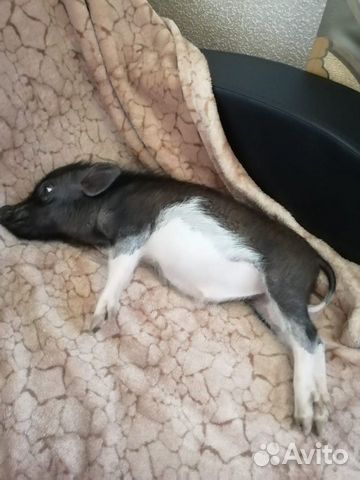 Минипиг
