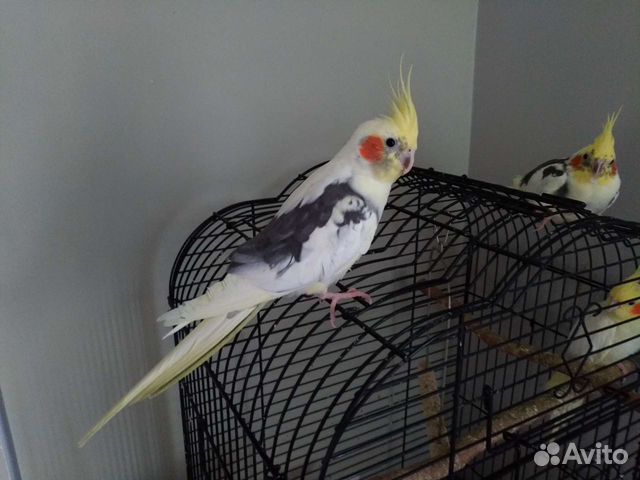 Попугай Корелла самец