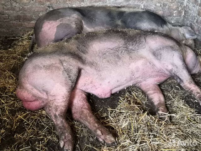 Пьетрен дюрок, кб+пьетрен