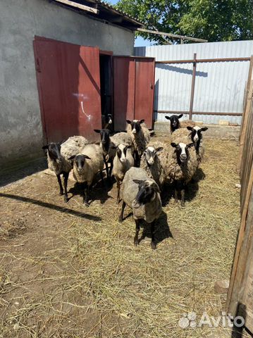 Романовские овцы