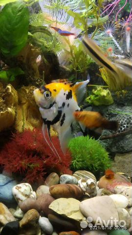 Рыба скалярия