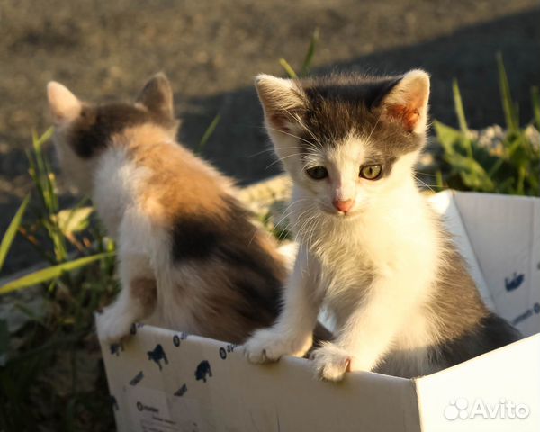 Котята 2мес,мальчик и девочка