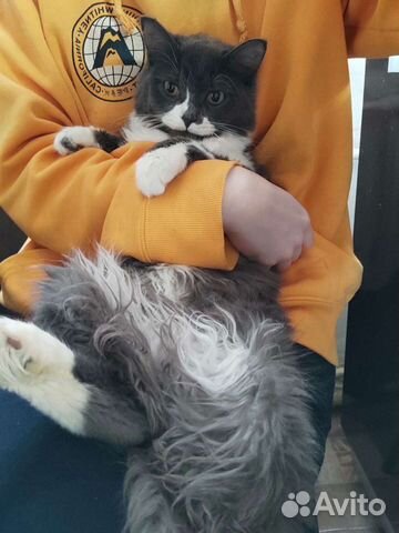 Кот в добрые руки
