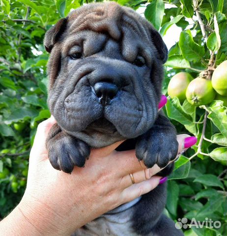 Шарпеята продажа