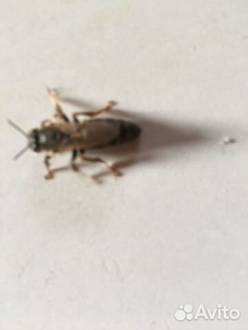 Пчеломатки