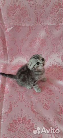 Шотландские котята мраморного окраса