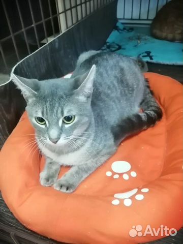 Котик Шкет