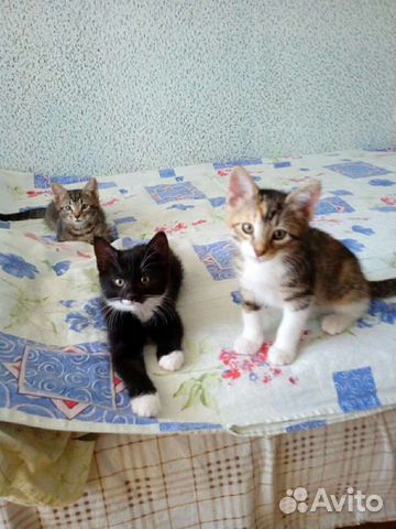 Котята 2 месяца