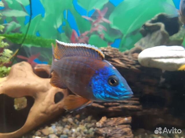 Цихлида Каданго